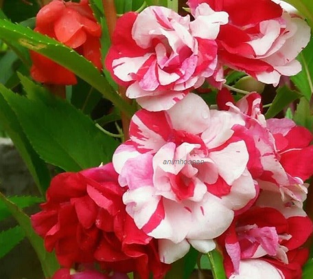 Anim Agro Technology: BUNGA KEEMBONG DAN KHASIATNYA