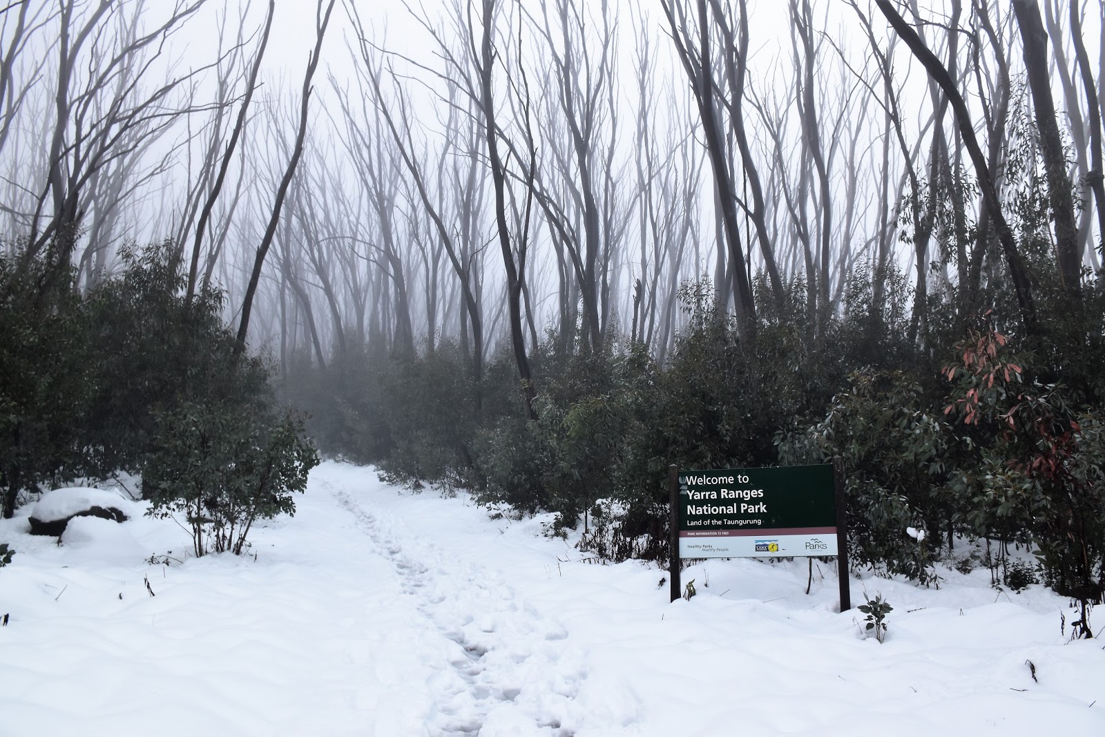 Goin' Feral One Day At A Time: Lake Mountain Summit Circuit, Yarra ...