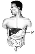 Enzim yang dihasilkan oleh organ P dan fungsinya adalah ~ Lalasains