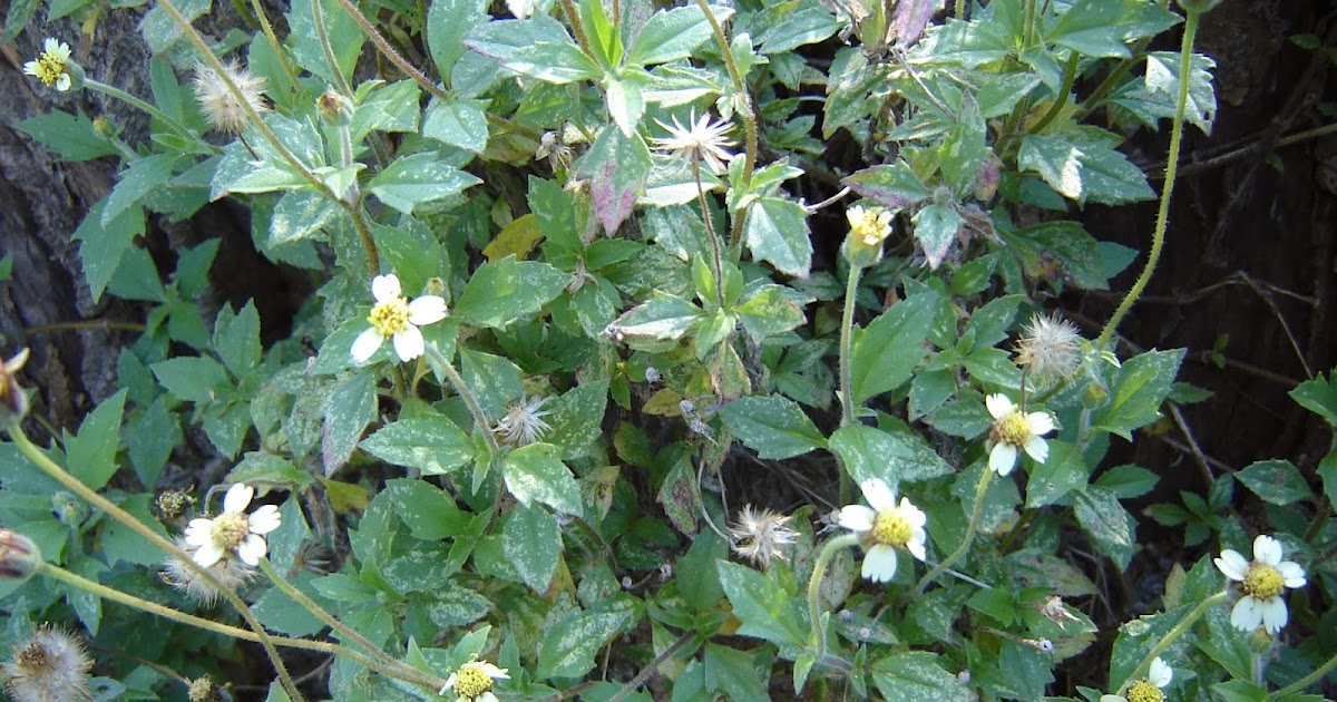 LA NATURALEZA UNA BENDICIÓN DE DIOS: Amor seco, Romerillo, hierba del ...