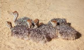 Crescatorie si preparate culinare din PREPELITE si FAZANI: REPRODUCEREA ...