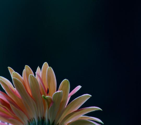 30 FREE Blogger Backgrounds | ibjennyjenny Free Resources