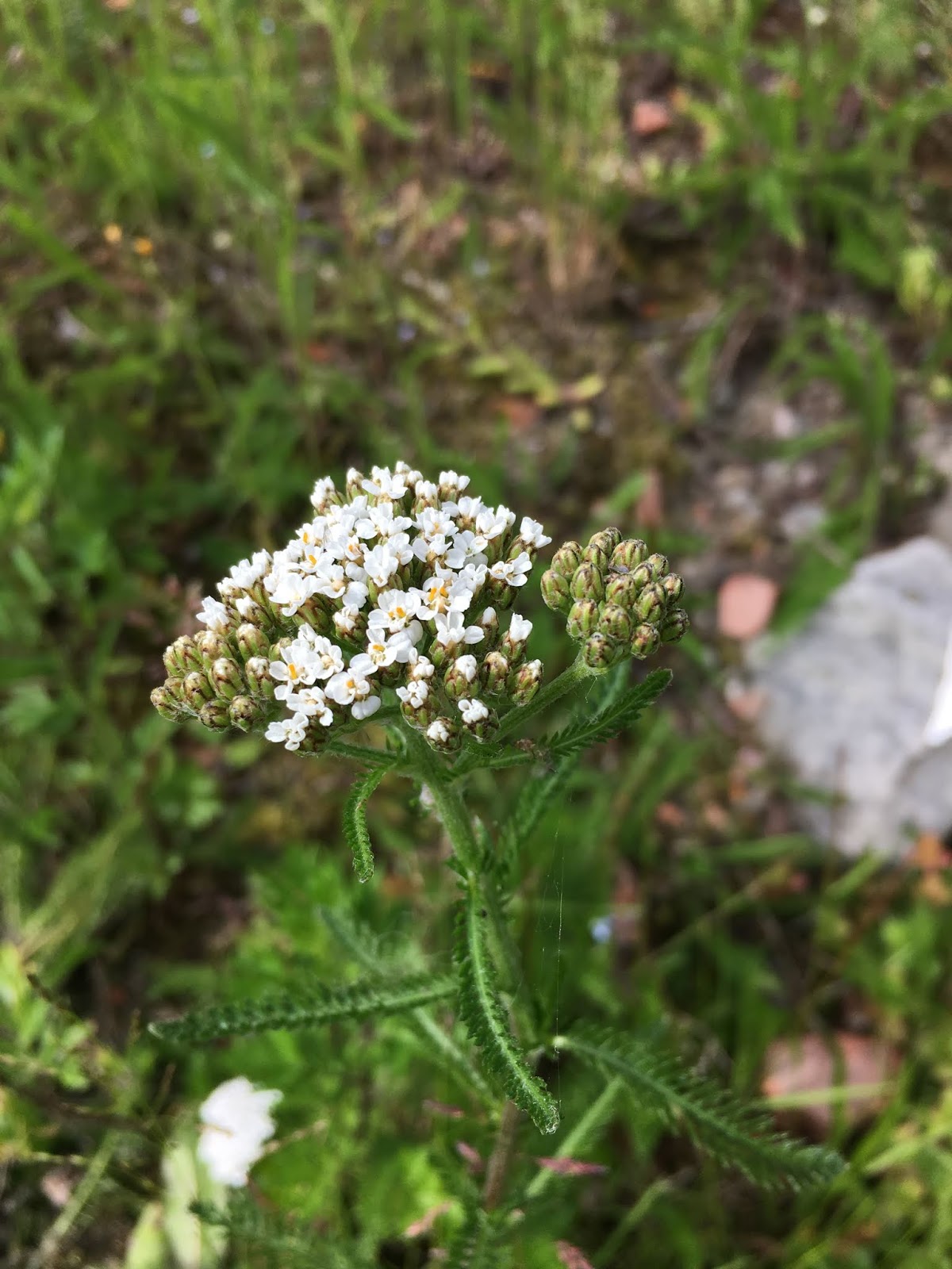 Planter i bestemors hage: Ugress