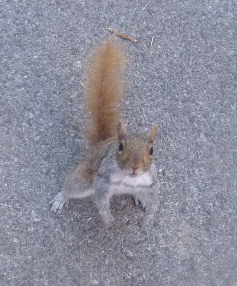 The New York Squirrel: Cinnamon Squirrel