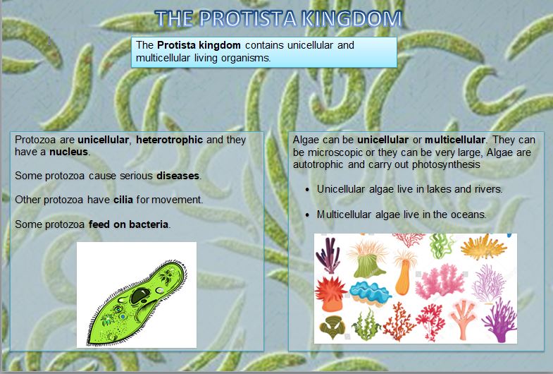 Kingdom Protista Protozoa