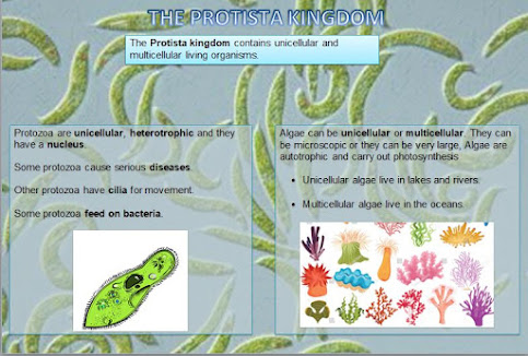 El Rincón del Pequeprofe: THE PROTISTA KINGDOM: PROTOZOA AND ALGAE