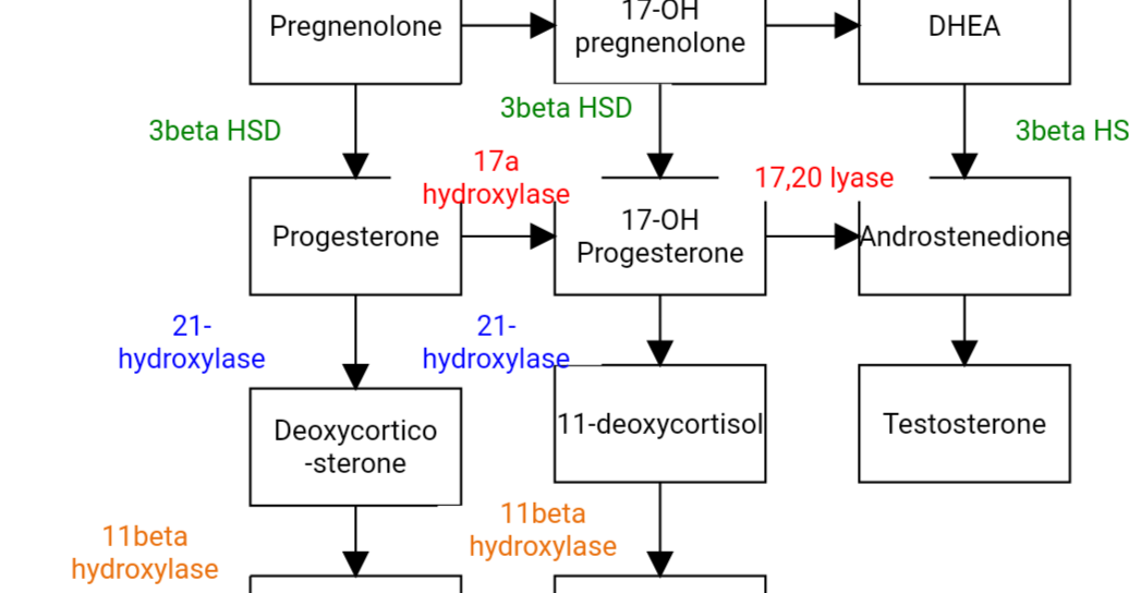 Congenital adrenal hyperplasia (clinical aspect)