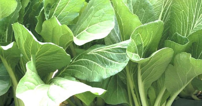 Rumah Ilmu: Panduan dan Cara Budidaya Sawi dari awal hingga akhir