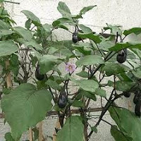 Greek Aquaponics Ενυδρειοπονία: ΦΥΤΑ