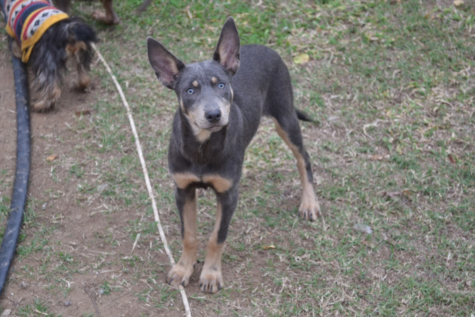 Silver Star Kelpie Stud