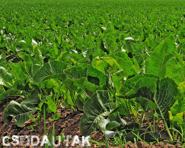 CSODAUTAK: Hajdúsági torma (2018)