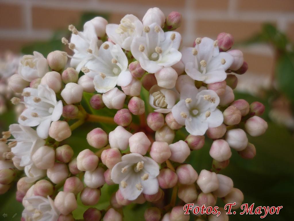 Flores y plantas silvestres: " Vibornum tinus ". Durillo, Laurentina ...