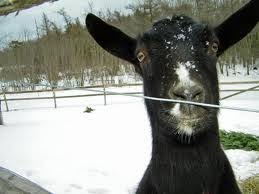 Blah, Blah, Black Goat