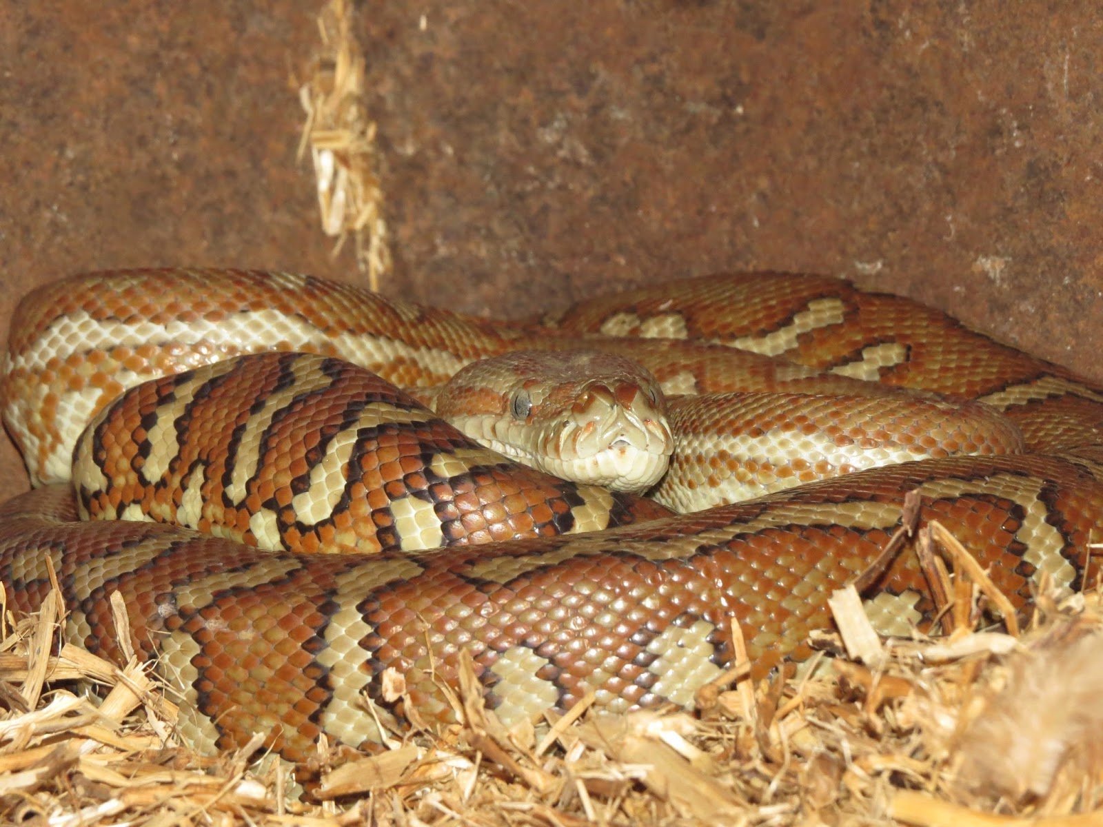 Moses Waring's Birds of Australia: Centralian Carpet Python, Red-capped ...