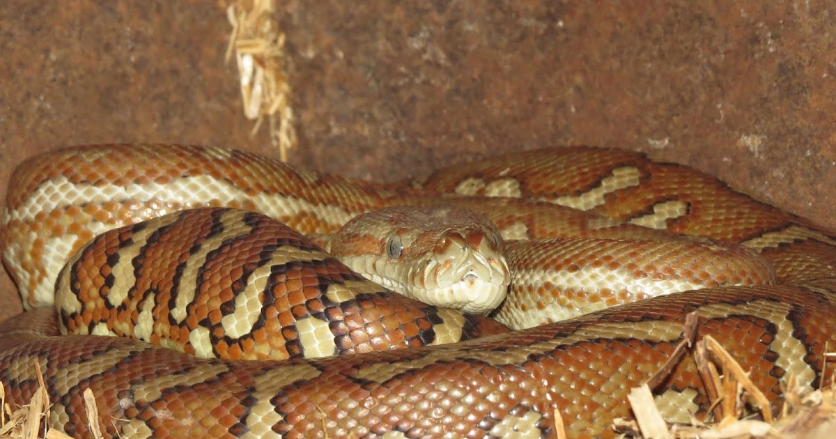 Moses Waring's Birds of Australia: Centralian Carpet Python, Red-capped ...