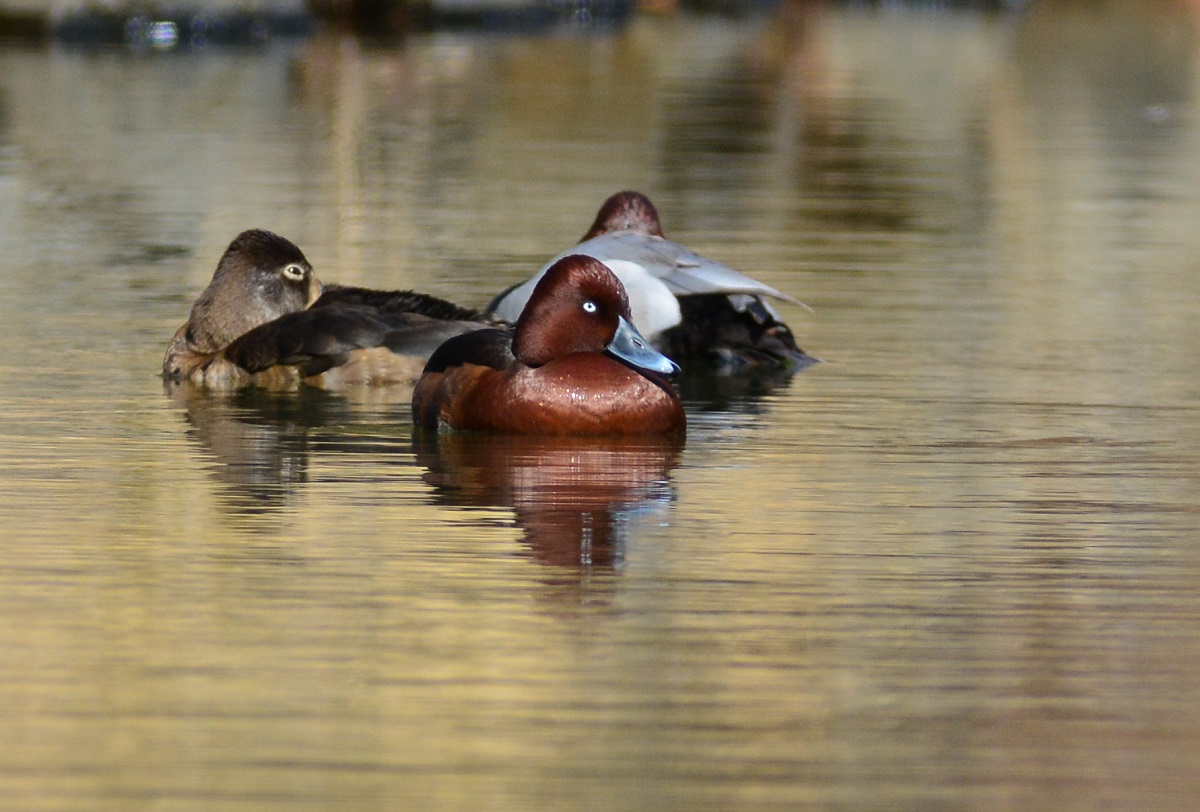 Bird Watching in Japan & Asia: Birdwatching in Yakushi Ike, Tokyo ...