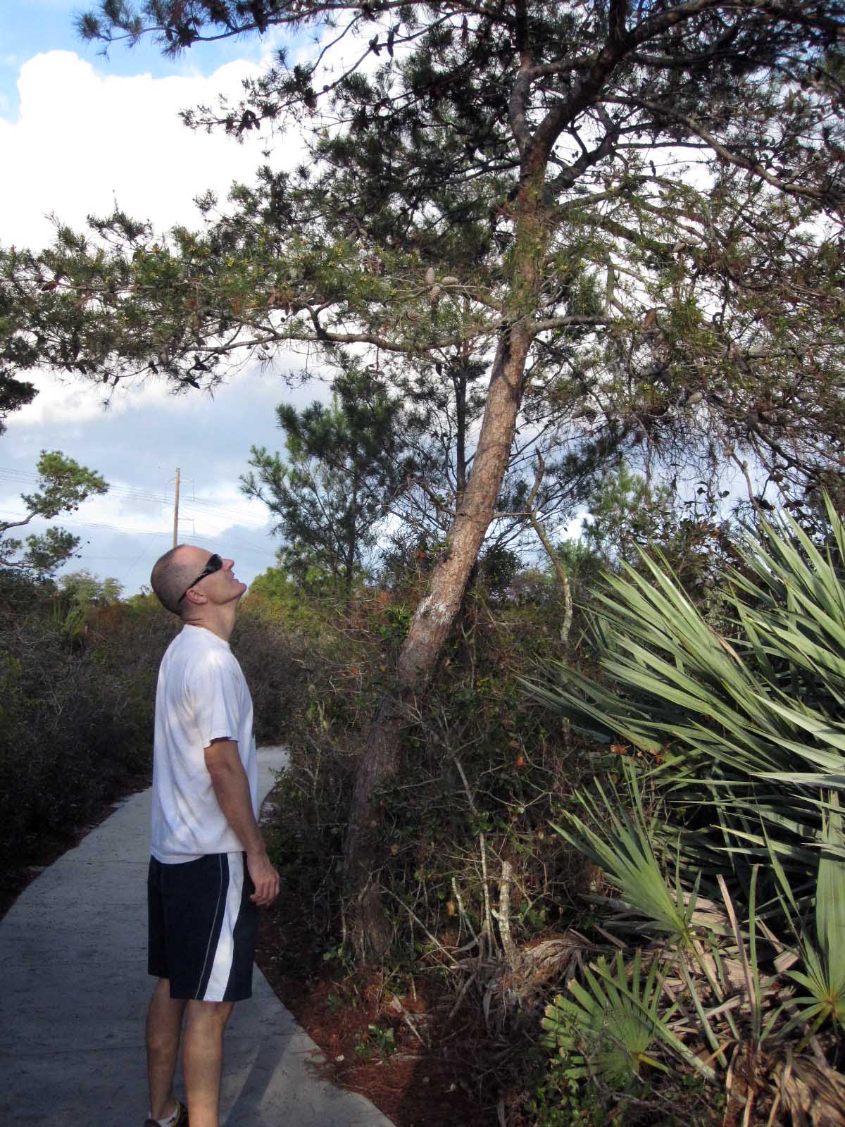 Gardening South Florida Style: Native Florida Sand Pine Scrub Land