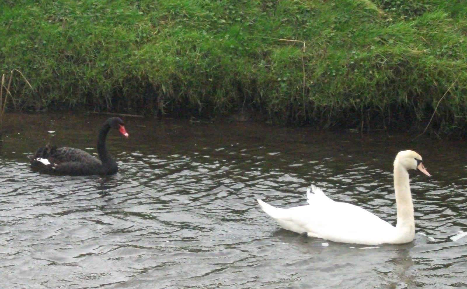 We Bird North Wales: Black Swan at Malltraeth RSPB
