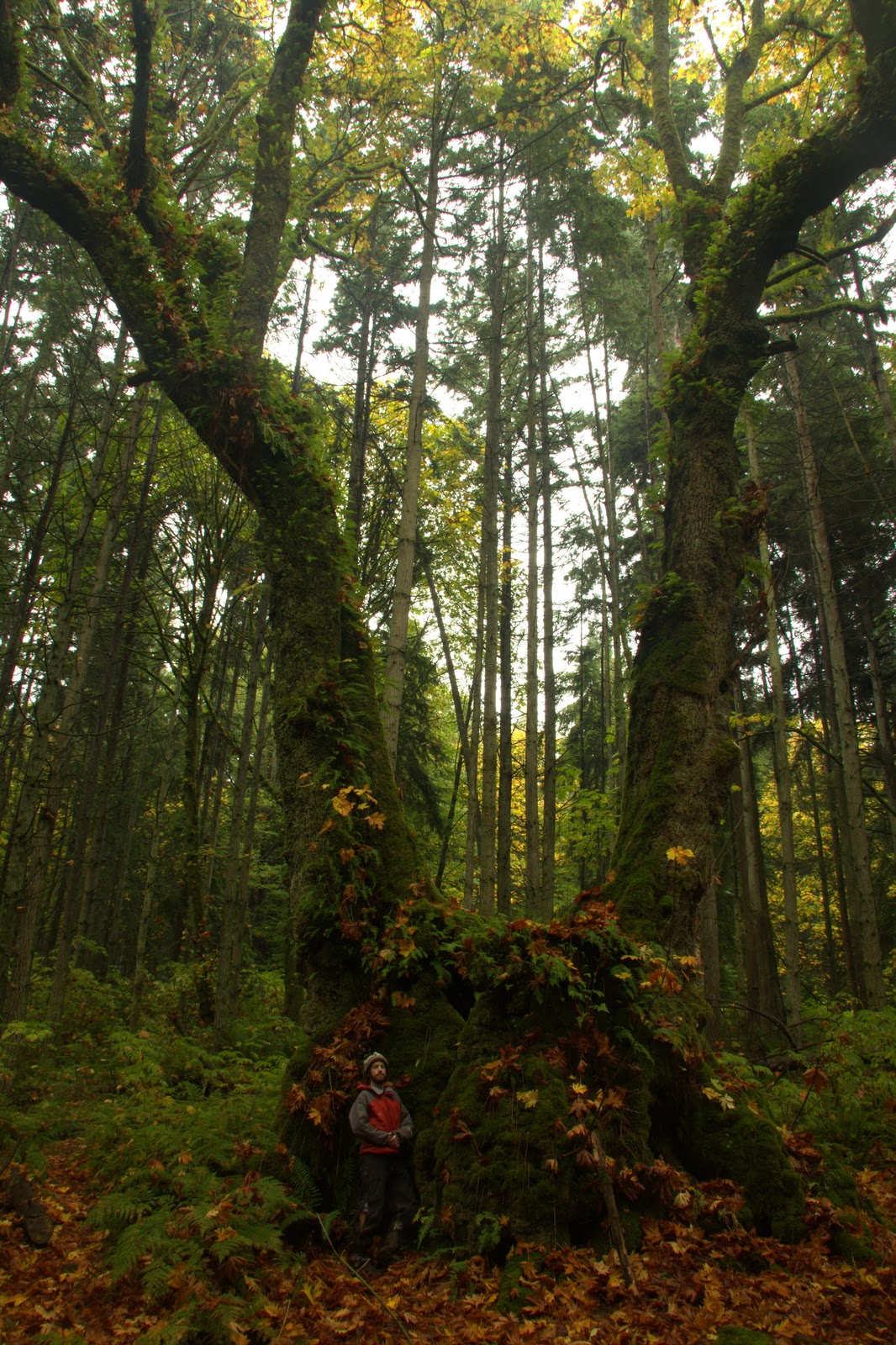 UBC Ancient Forest Committee: UBC AFC