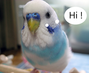 Listen To Parakeet Sounds