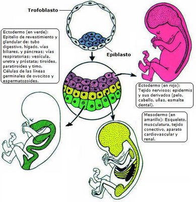 Tercera Semana-Embriología: M1A Blog de Embriología-Tercera Semana ferG.