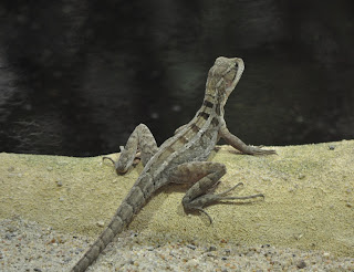 ZOOTOGRAFIANDO (6.100 ANIMALS): BASILISCO MARRÓN (Basiliscus vittatus)