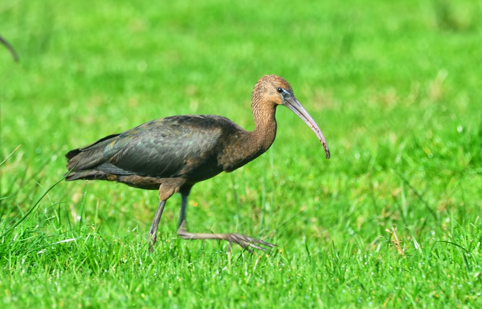 The Early Birder: Glossy Ibis