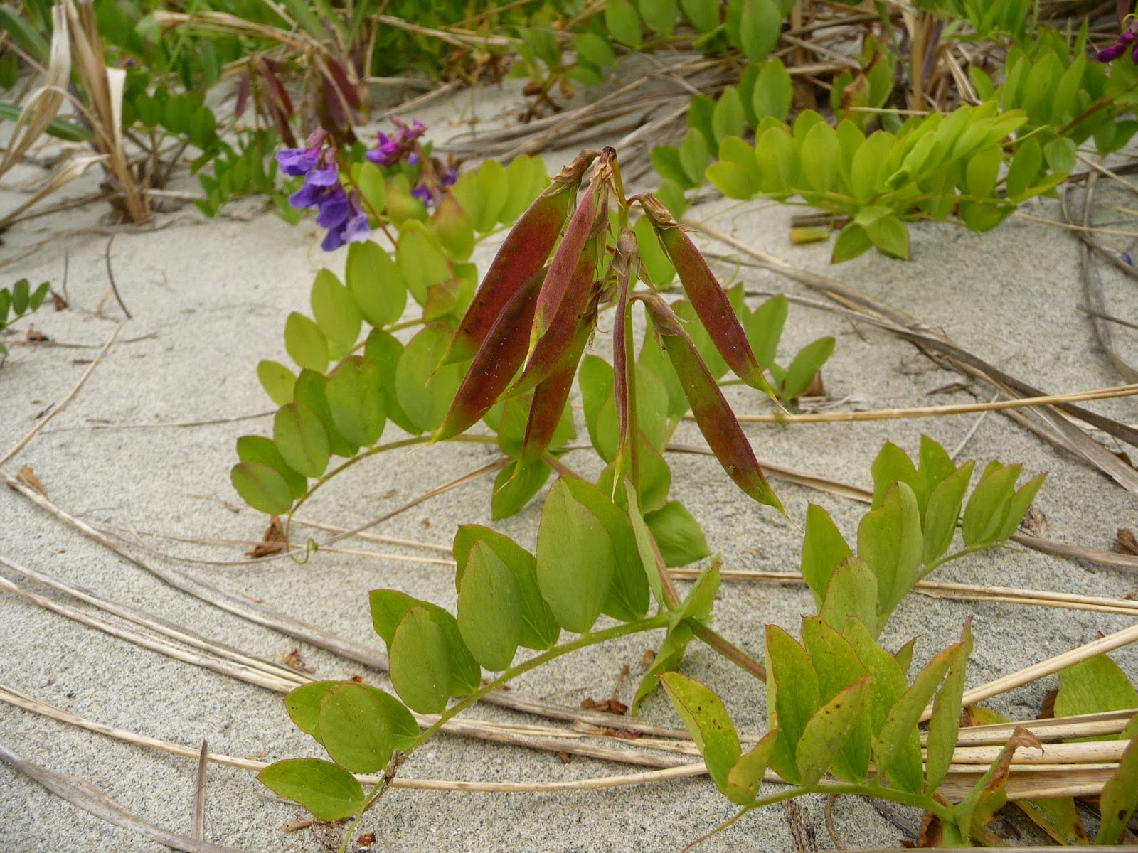 Wild Harvests: Beach Pea, An Enigmatic Edible