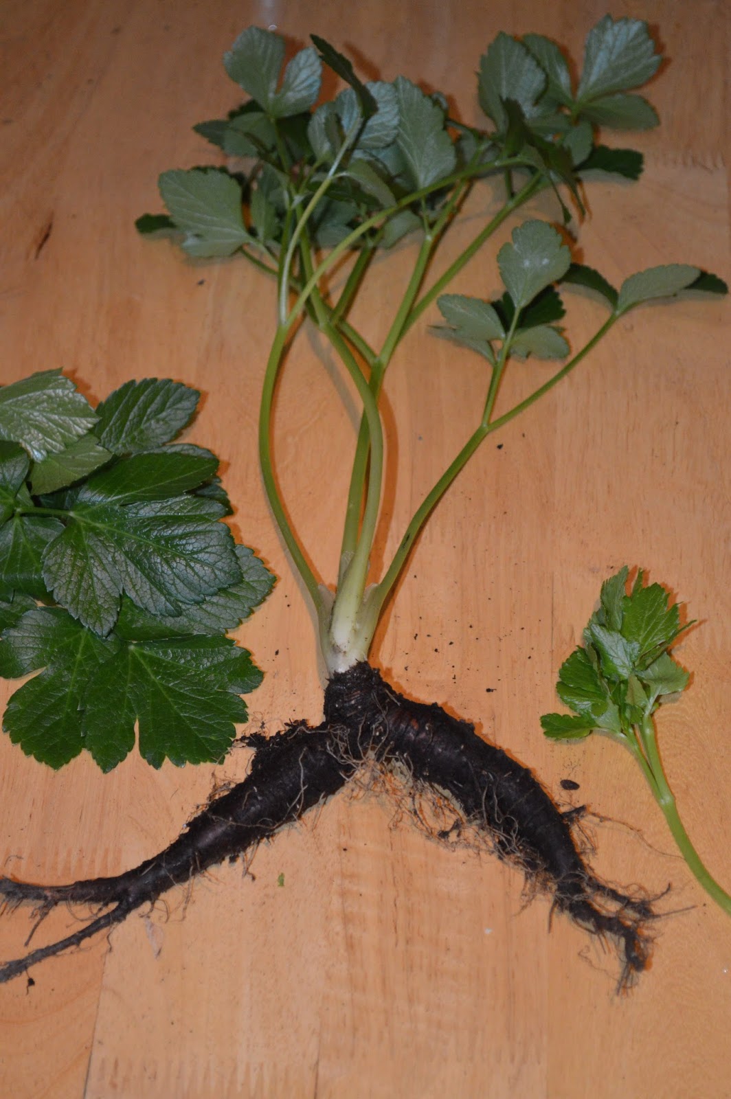 Alexanders (Smyrnium olusatrum).