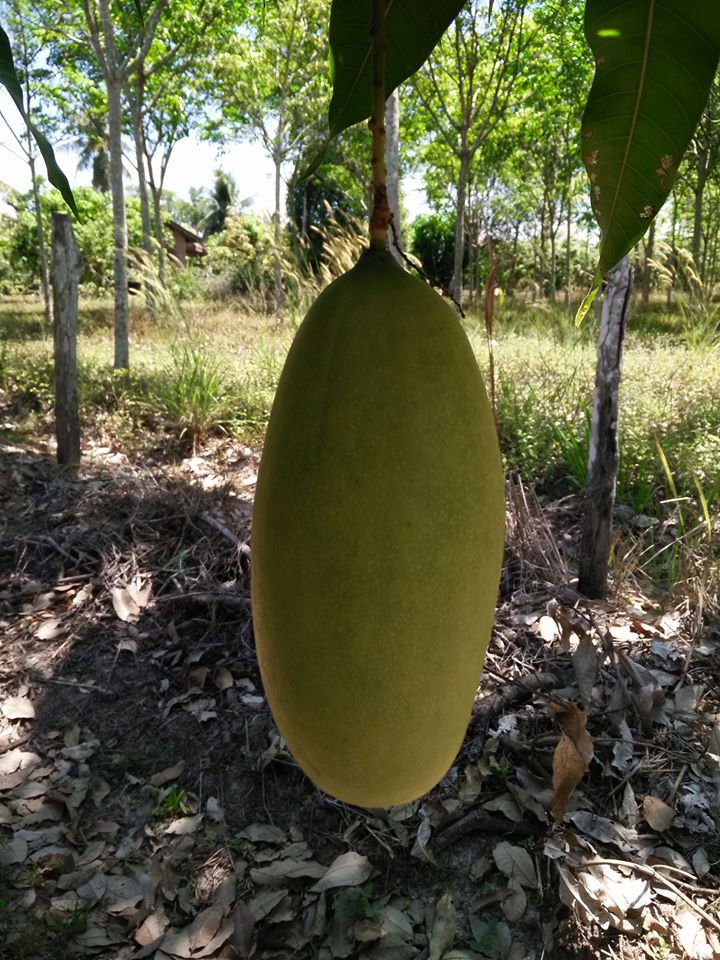 Cara Kenal Jenis Jenis Buah Mangga yang Popular dan Laris Di Malaysia Cara Kenal Jenis Jenis Buah Mangga yang Popular dan Laris Di Malaysia