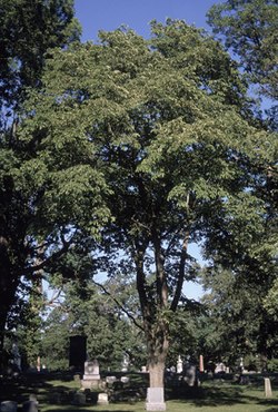 Ulmus Rubra (Olmo americano). Usos medicos y beneficios.