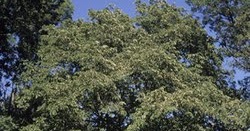 Ulmus Rubra (Olmo americano). Usos medicos y beneficios.