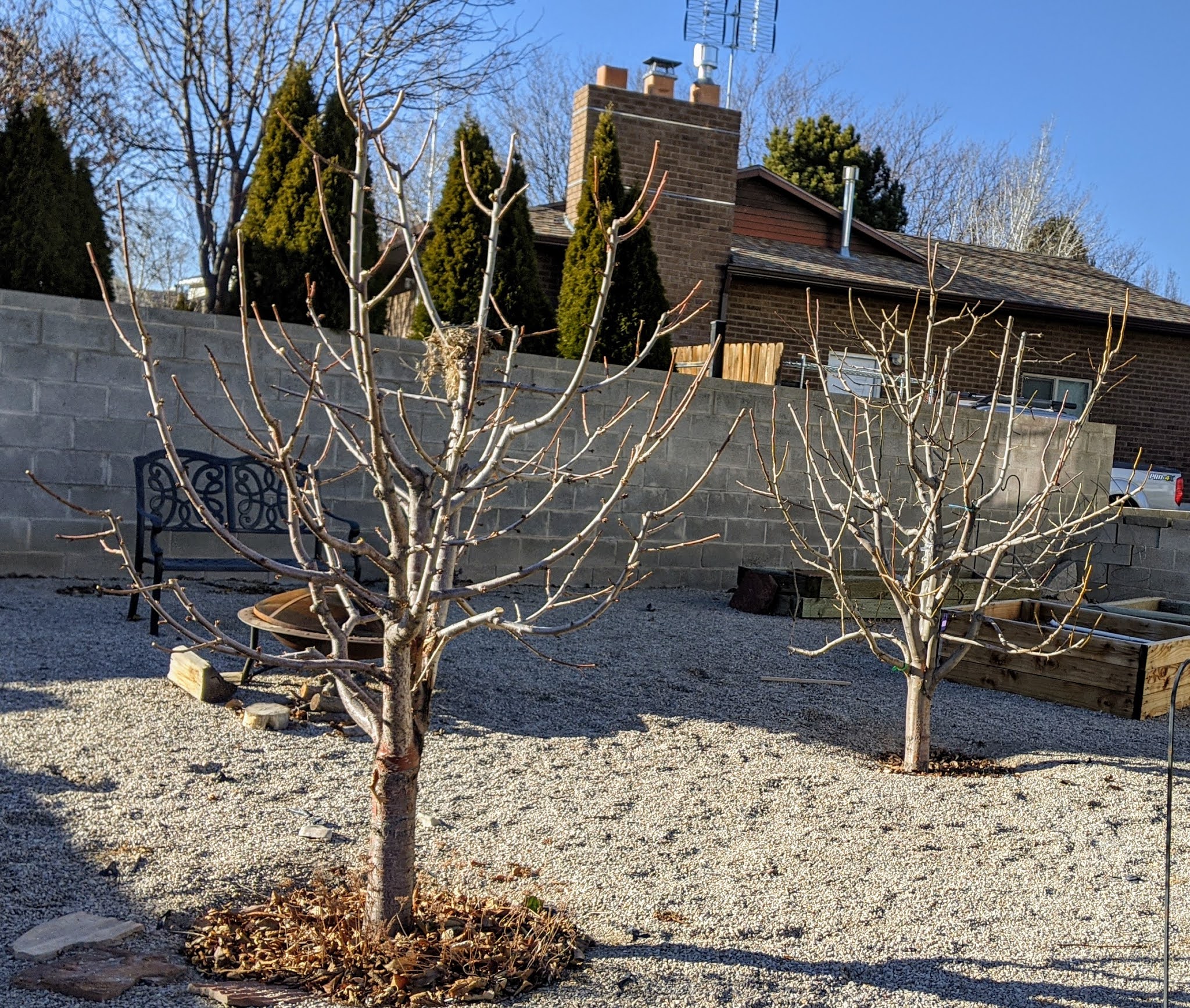 Fruit Tree Pruning at Its Best: How to Prune Pear Trees