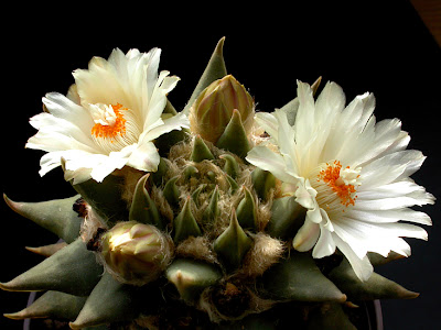 ARTE Y JARDINERÍA : Cactus. Diversas especies. 1