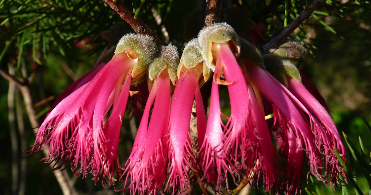Le surprenant monde végétal: Calothamnus rupestris