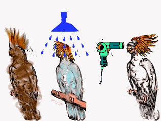 It is for freedom He set us free. -Galatians 5:1: "Chippie the Parakeet"