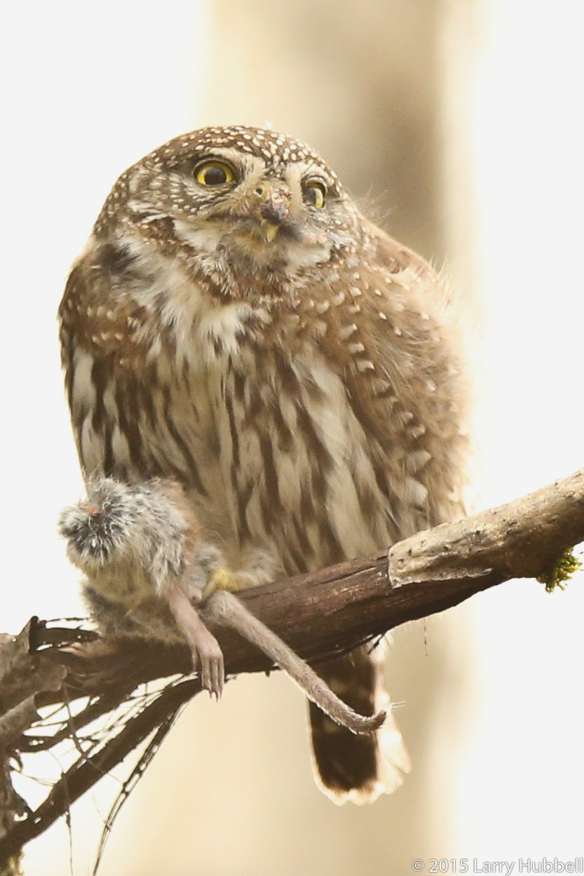 Union Bay Watch : Northern Pygmy-Owl