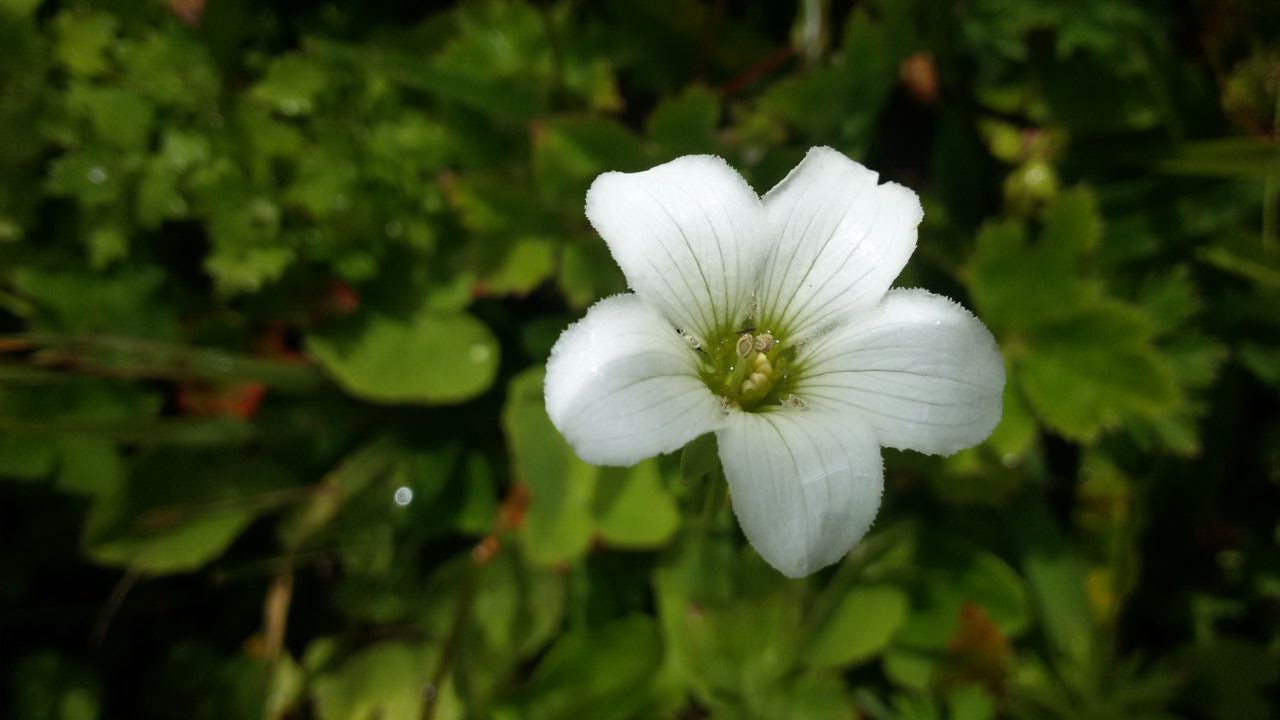 पहाड़ से पहाड़ी: Khiro Valley the ultimate and untouched full of alpine meadows..