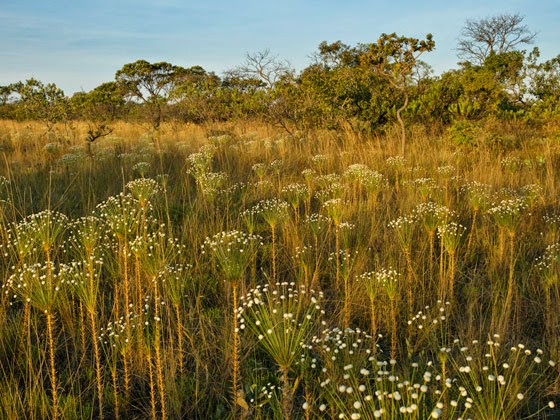 Cerrado: Ecossistema Brasileiro: Cerrado