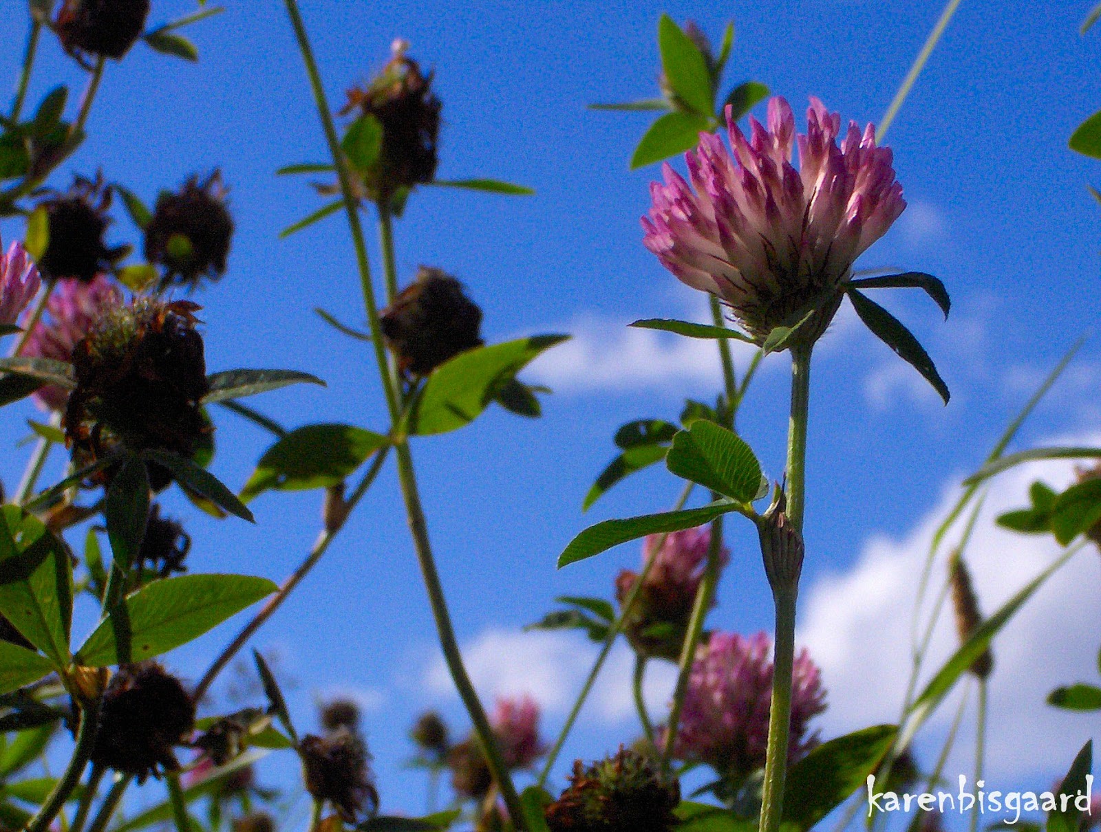 Karen`s Nature Photography: Blooming Red Clover Against Blue Sky.