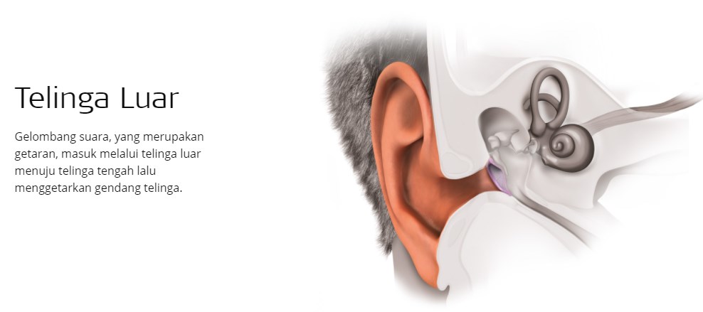 CARA KERJA INDRA PENDENGAR - RIFANFAJRIN.COM