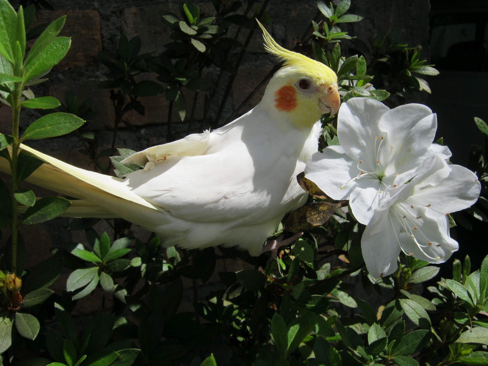 MI MASCOTA FAVORITA: Aves Ornamentales Tiernas