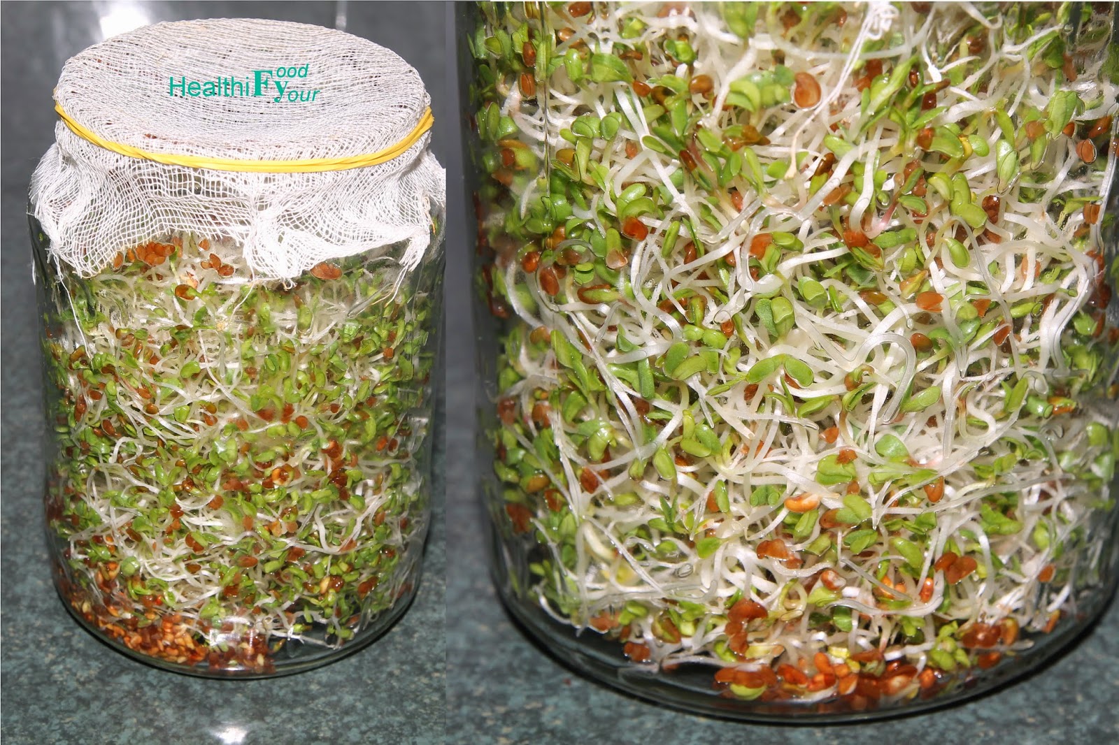 Healthify Your Food: Germeni de lucerna
