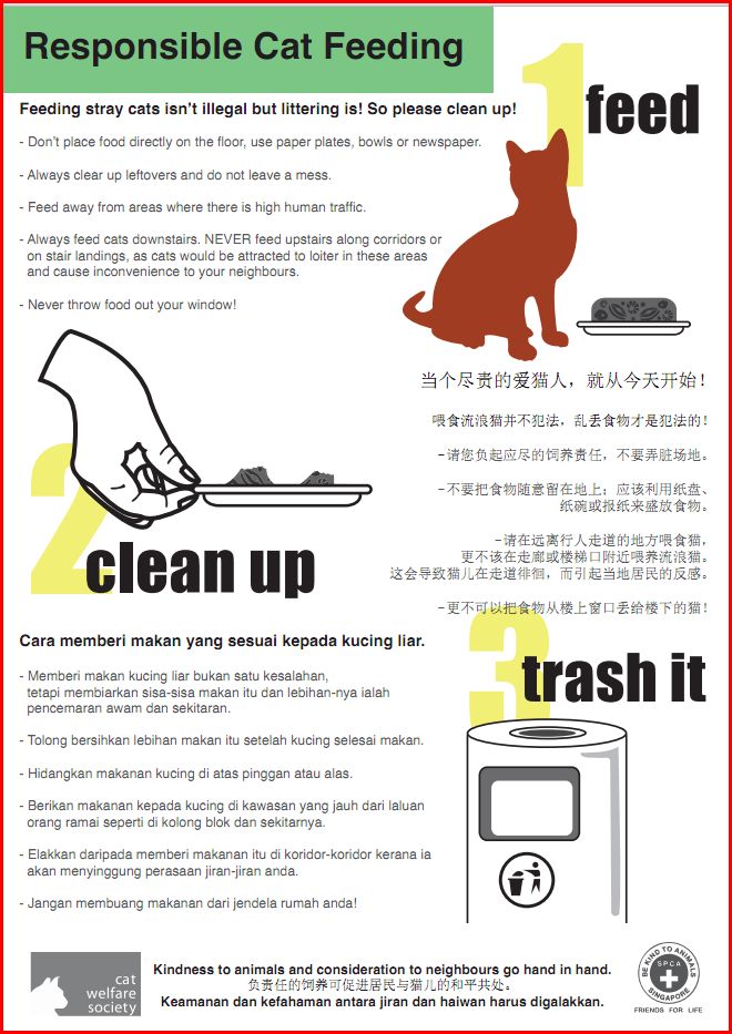 Singapore Community Cats: Feeding a community cat responsibly amidst ...
