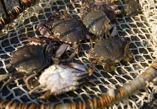 Stripers and Trout: Raking Crabs - Pt 2