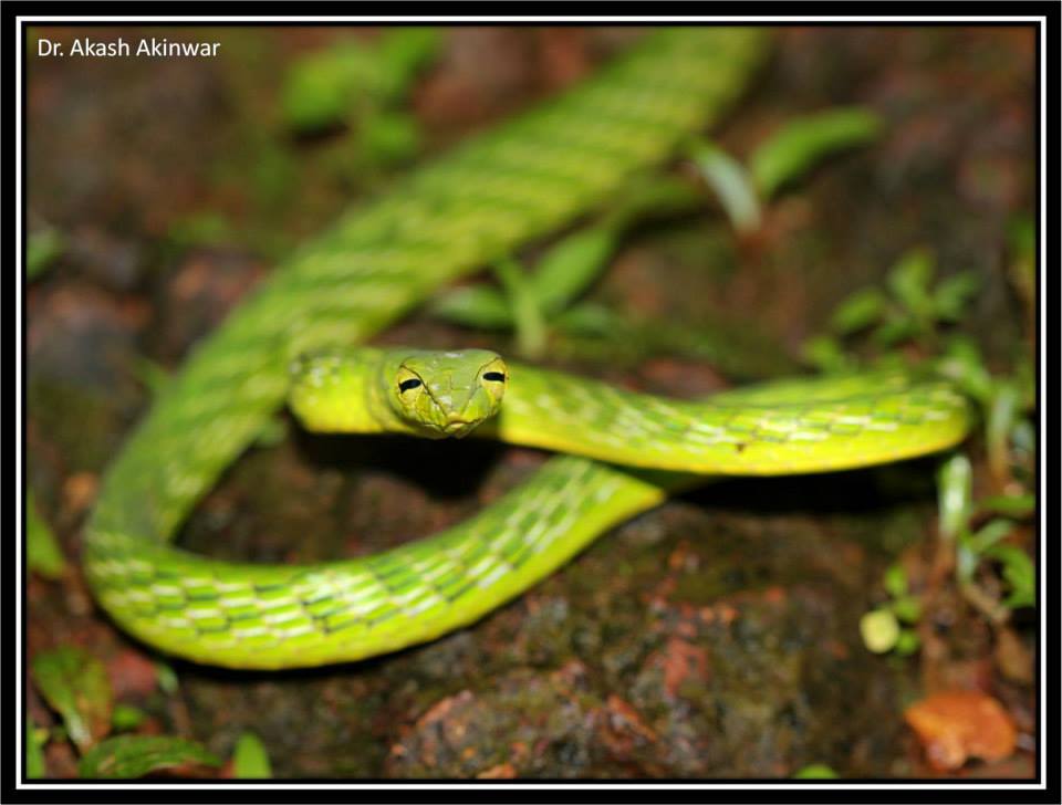 Dr. Akash Akinwar: Amboli Ghat, Biodiversity Hotspot! Amboli - Paradise ...