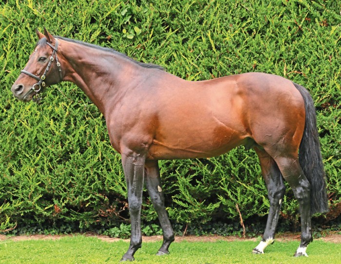 Turfe e Élevage: Manduro e Shirocco