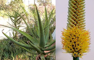 Id Aloe. Identificaciónn de Aloes - Id Plantae