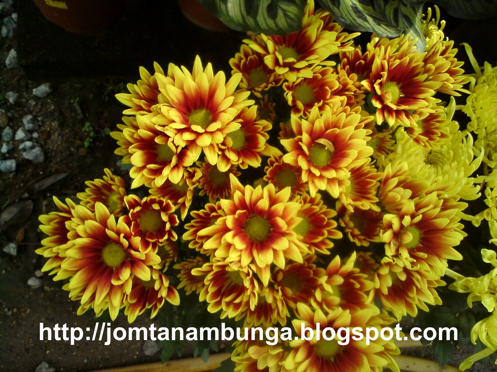 Jom Tanam Bunga: Album Bunga