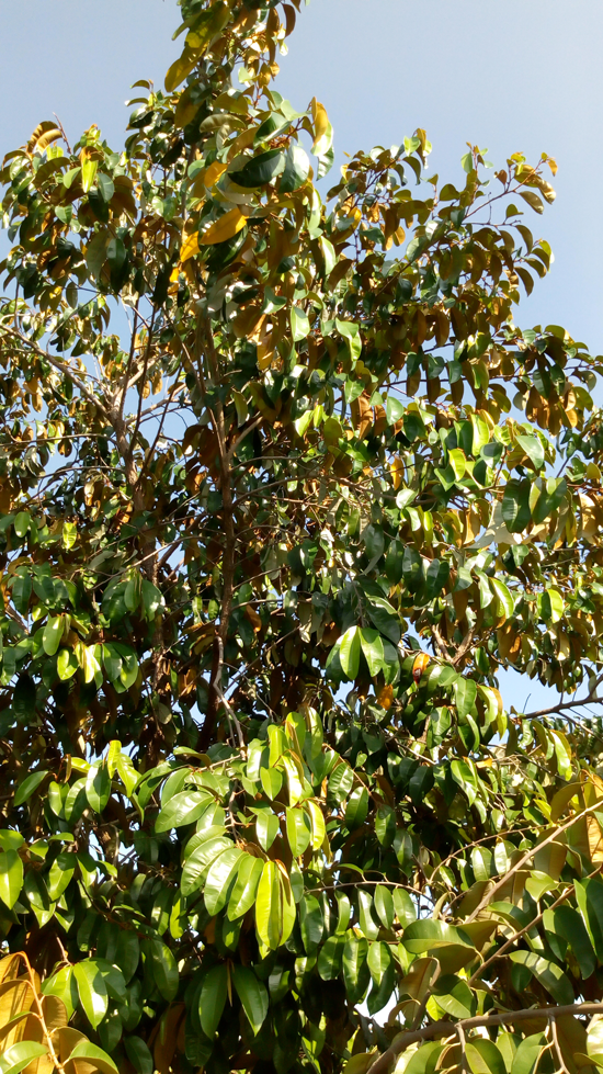 Kaimito Growing and Benefits